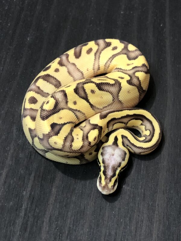 Pastel Fire Enchi Het Pied – The Serpent Shed