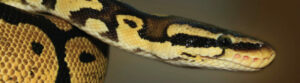 The Complete Ball Python Care Guide for Beginners