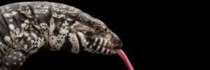 Tegu Care Guide - Find Your Reptile - Community and Marketplace