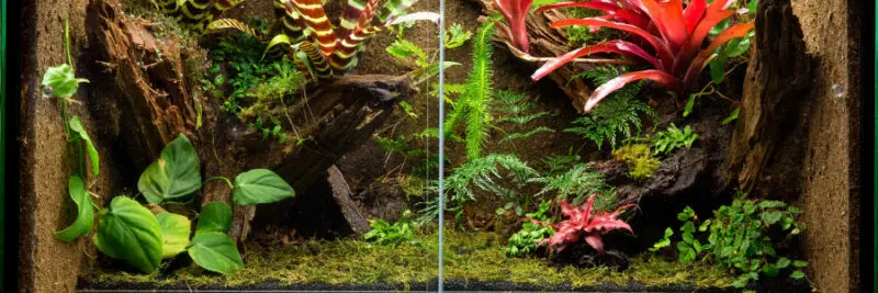 Red Eyed Tree Frog Enclosures