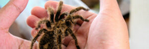 Beginner Tarantula Care - Find Your Reptile - Community and Marketplace