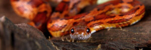 Corn Snake Care - Find Your Reptile - Community and Marketplace