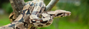 Boa Constrictor Care - Find Your Reptile - Community and Marketplace
