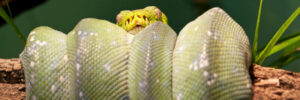 Green Tree Python Care - Find Your Reptile - Community and Marketplace