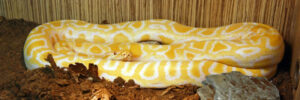 Burmese Python Care - Find Your Reptile - Community and Marketplace