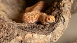 Complete Western Hognose Snake Care Guide For Beginners - Find Your ...