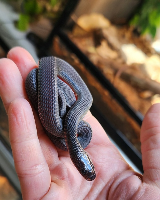 CB African File Snake – Infrared Reptiles