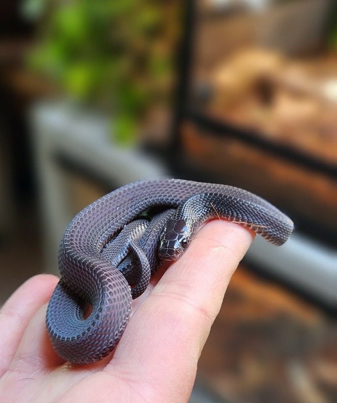 CB African File Snake – Infrared Reptiles