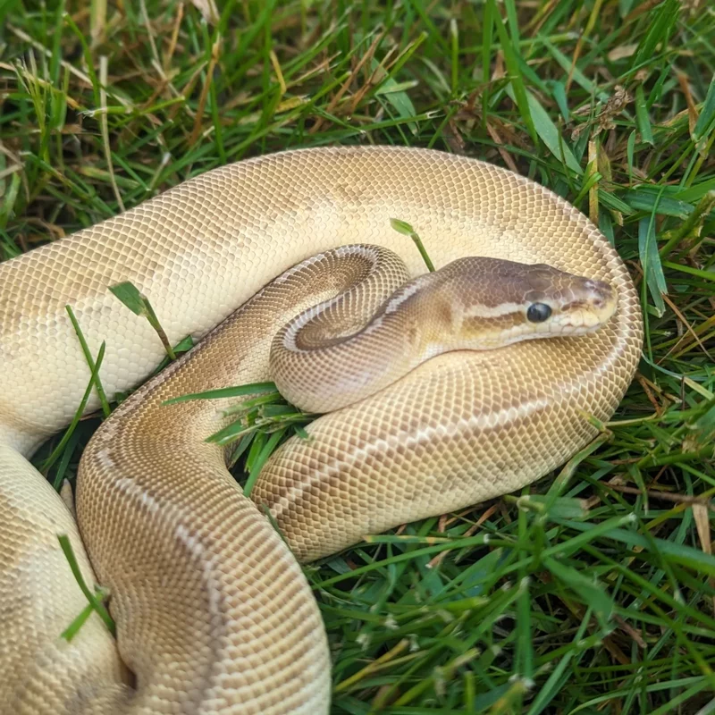 Lesser Sunset – Kade Exotics