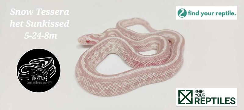 Snow Tessera – ECW Reptiles