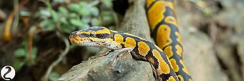 Beginner Ball Python Care Sheet: Tips for a Healthy Python