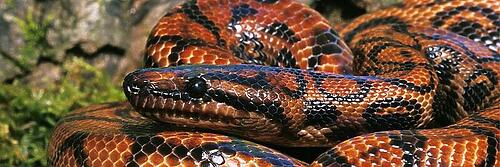 Brazilian Rainbow Boa Care Sheet: Expert Tips for a Thriving Boa