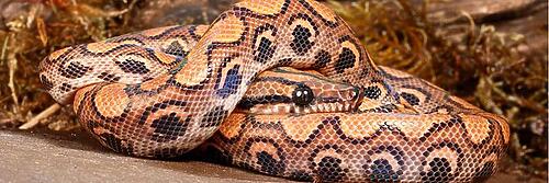 Brazilian Rainbow Boa Care Sheet: Expert Tips for a Thriving Boa