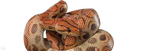 Brazilian Rainbow Boa Care Sheet: Expert Tips for a Thriving Boa