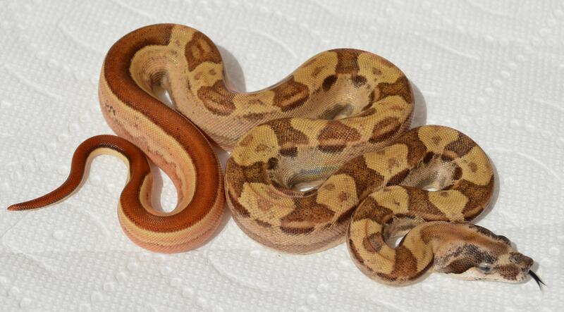 Hypo motley het (kahl) albino het anery – HGZ boas