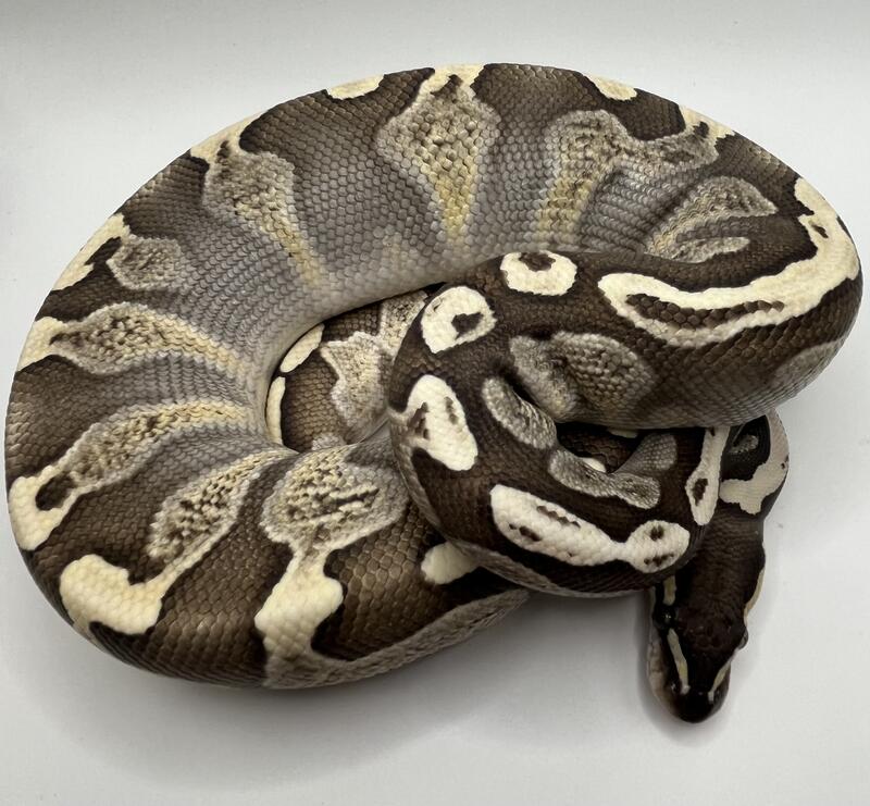 GHI Lesser – Python Central