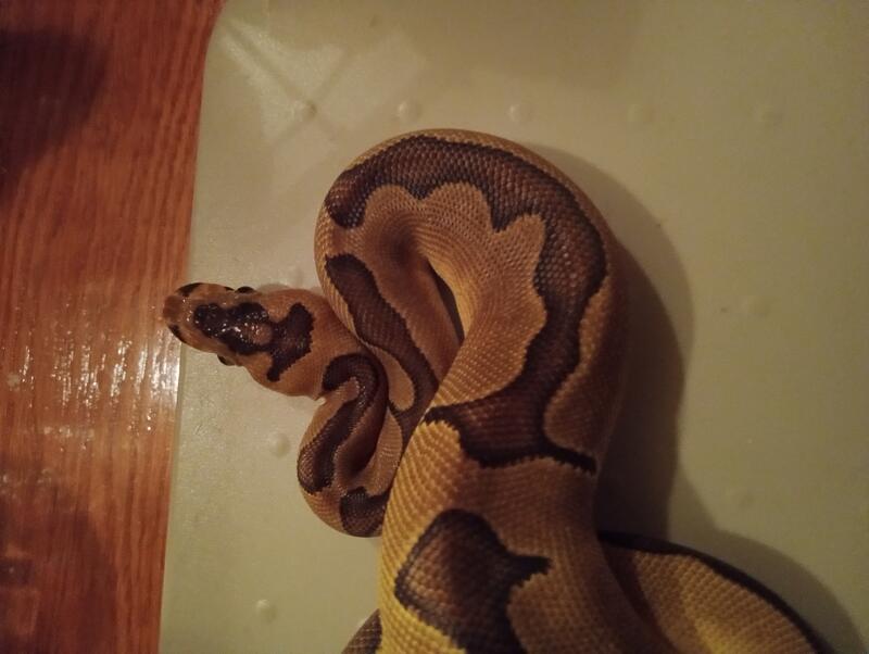 Enchi Super Clown Female Ball Python – The Silver Ball
