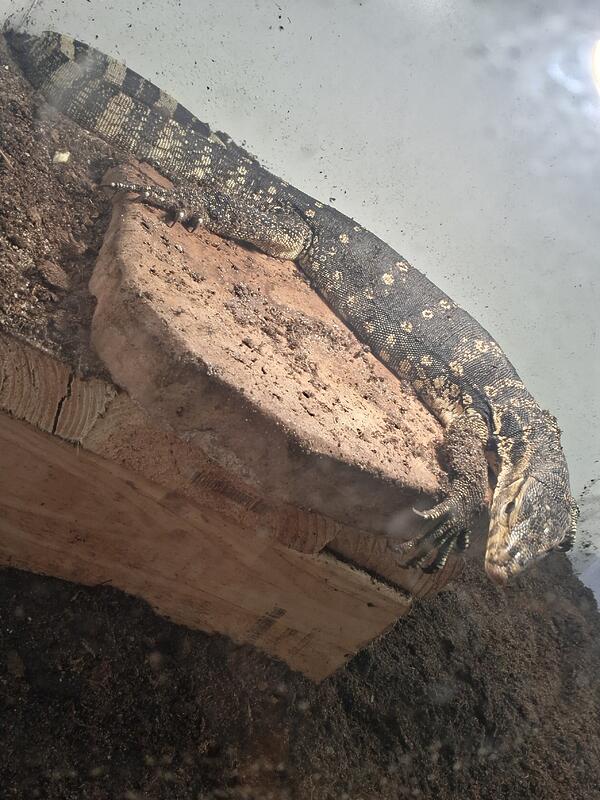 Asian water monitor – Grimreaperreptiles