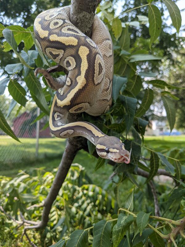 Mojave adult female ball python – Madsy's