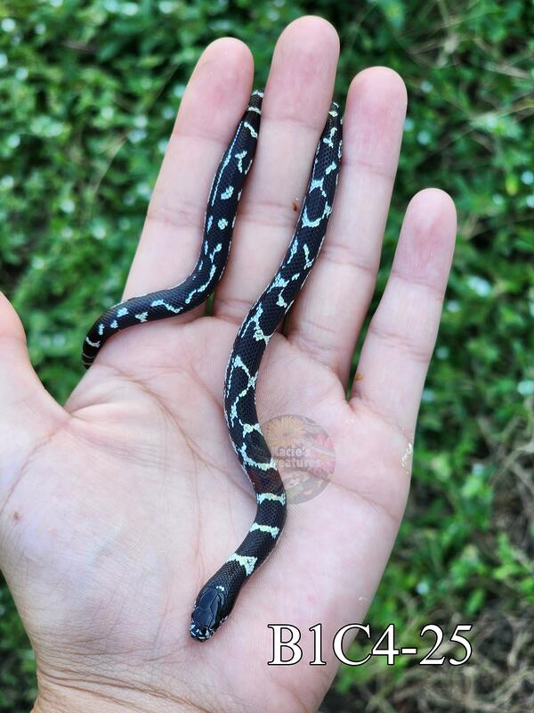 Female aberrant 100% het albino 66% het hypermel Cali King – Kacie’s ...