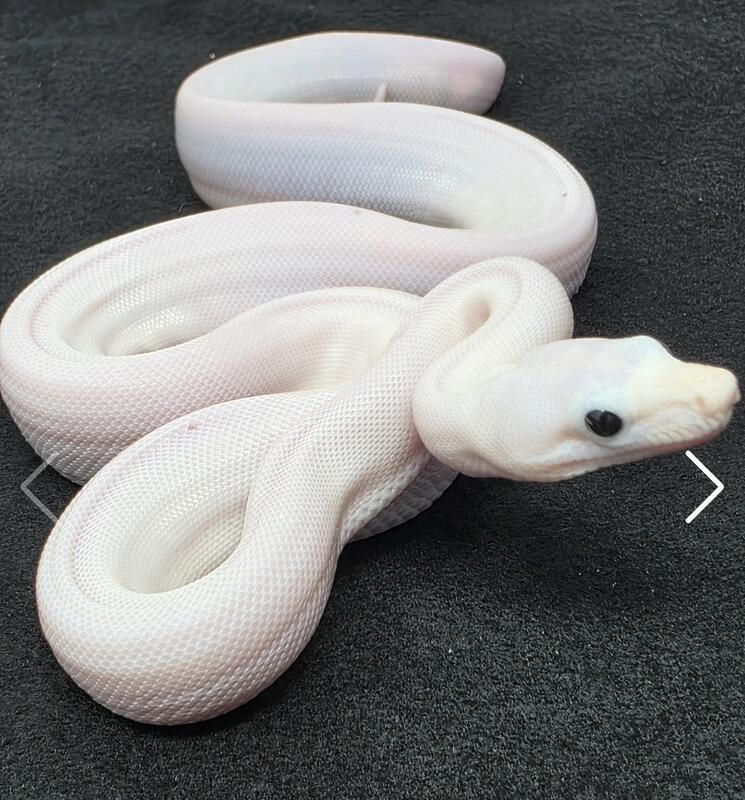 Super Fire Female – Dope Snakes