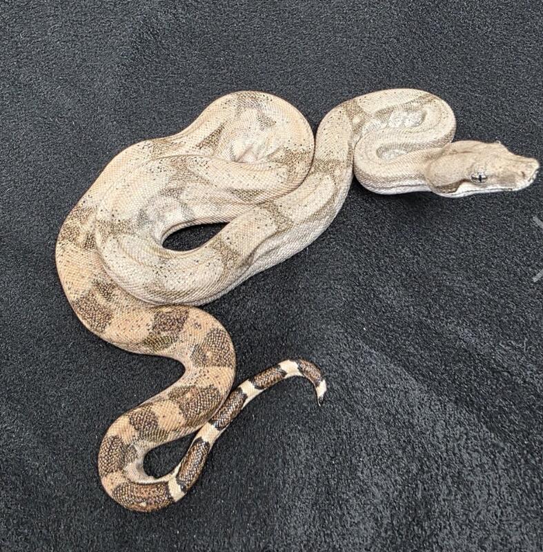 Fire – Dope Snakes