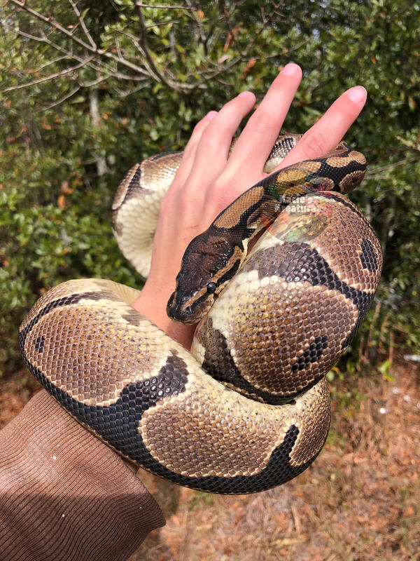 Female normal Ball Python – Kacie’s Kreatures